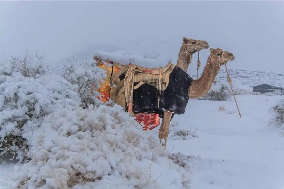 Saudi Arabian Desert Gets Snow for the First Time in History