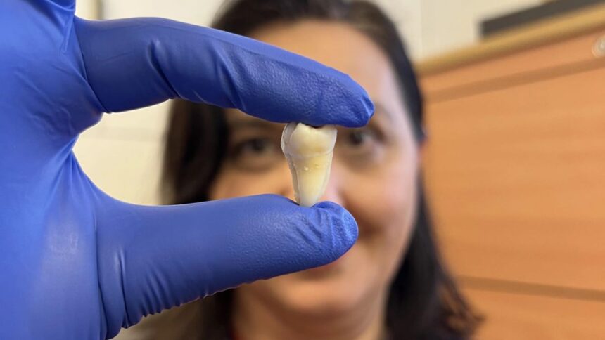 Scientists Regrow Teeth in Lab Using Human Cells